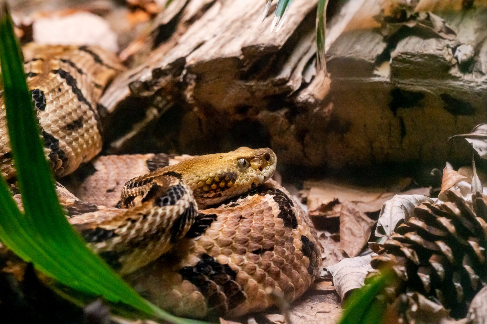 Pet Snake Arrival Guide - PetSpot