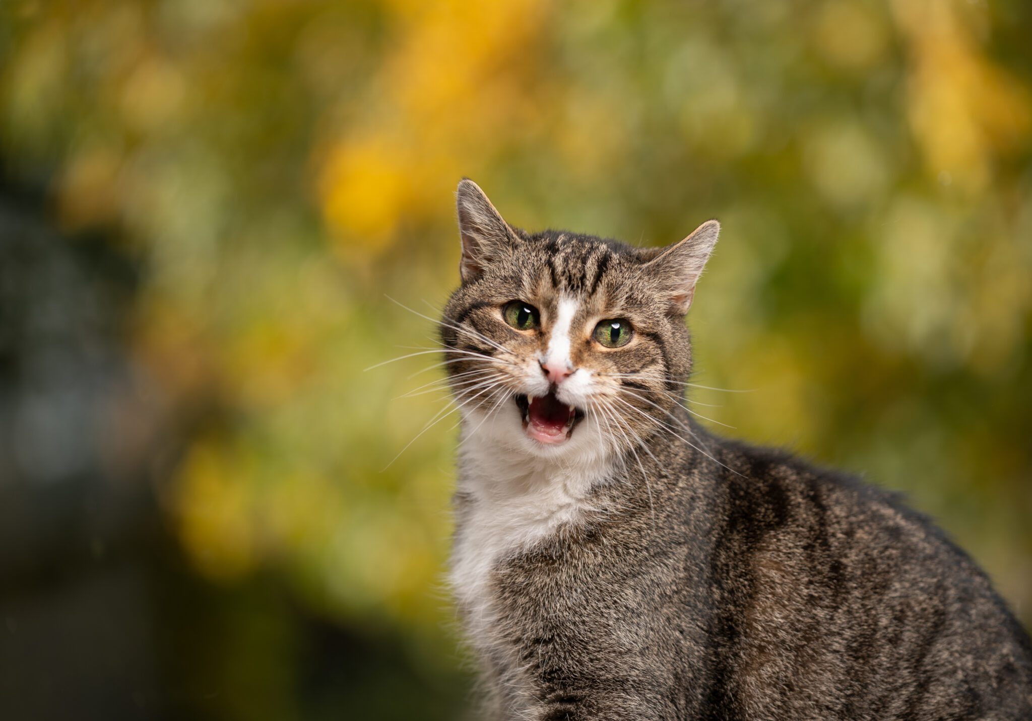 Is my cat talking to me? - PetSpot